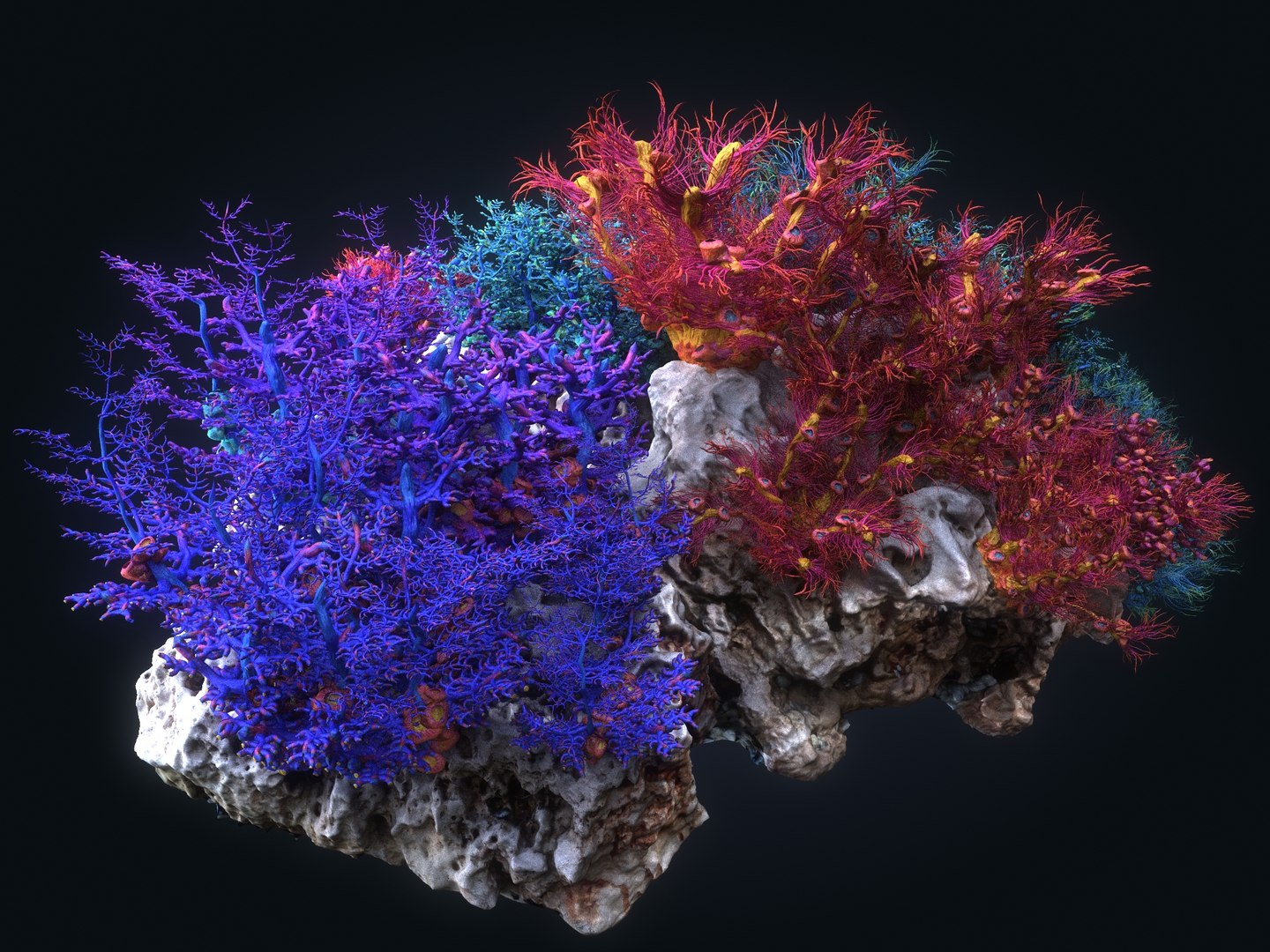 Coral reef ecosystem pack 3D model - TurboSquid 1368596