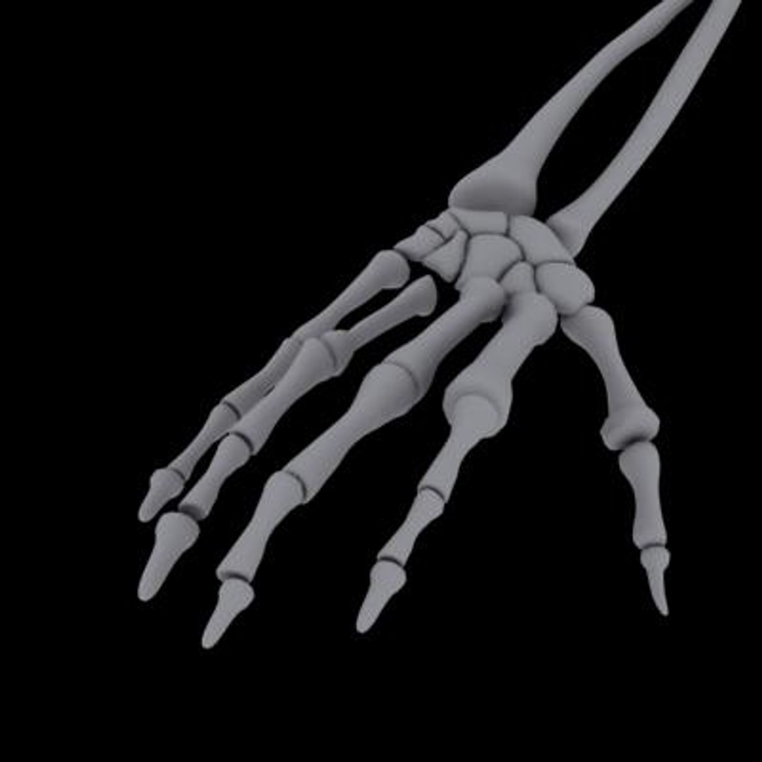 X-ray Skeleton Xray 3d Max