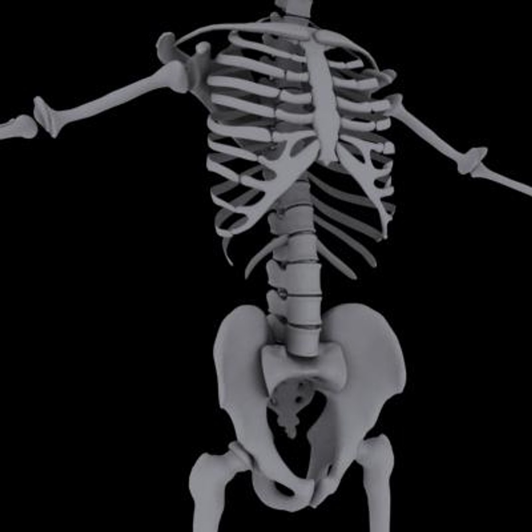 X-ray Skeleton Xray 3d Max