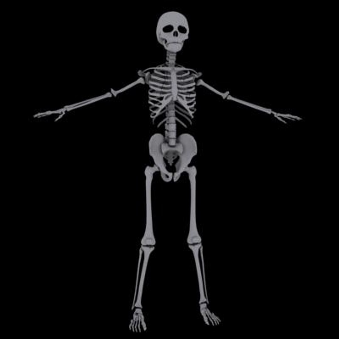 X-ray Skeleton Xray 3d Max