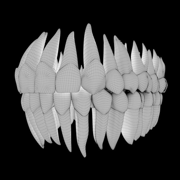 3d human teeth