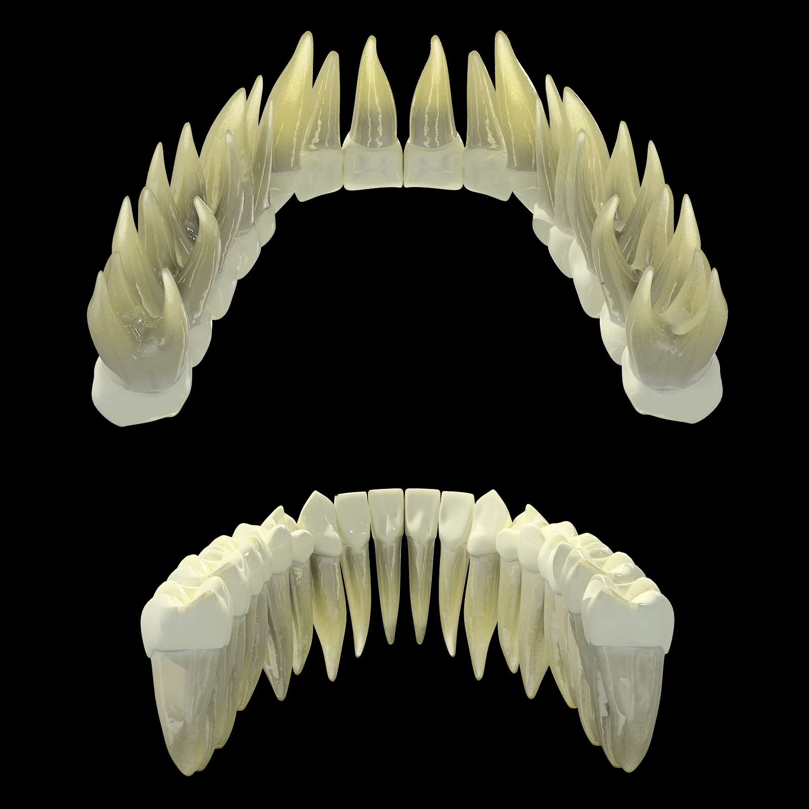 3d human teeth