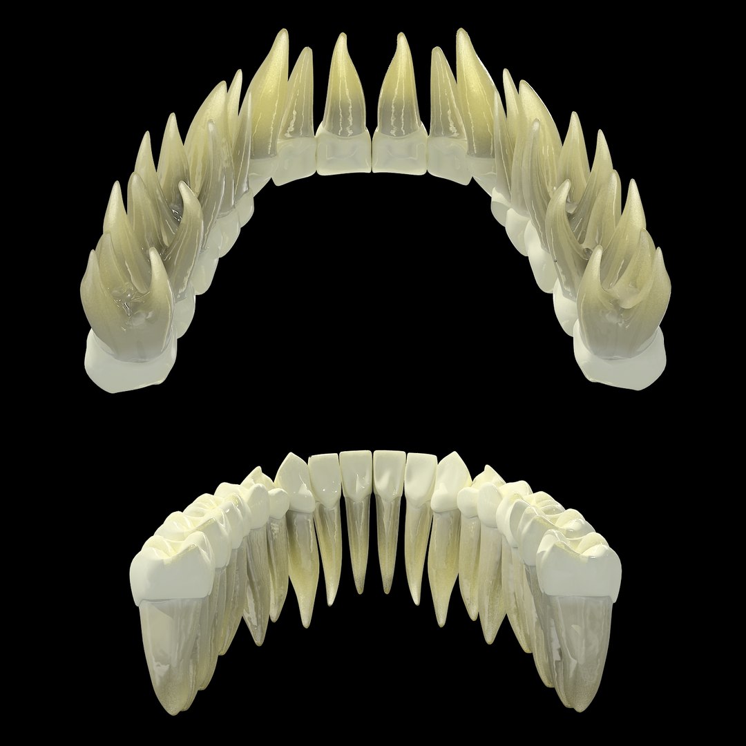 3d Human Teeth