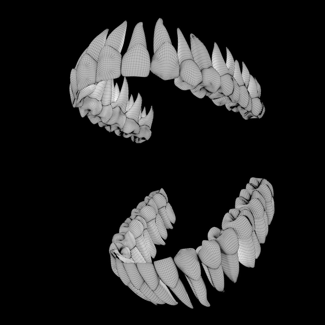 3d Human Teeth