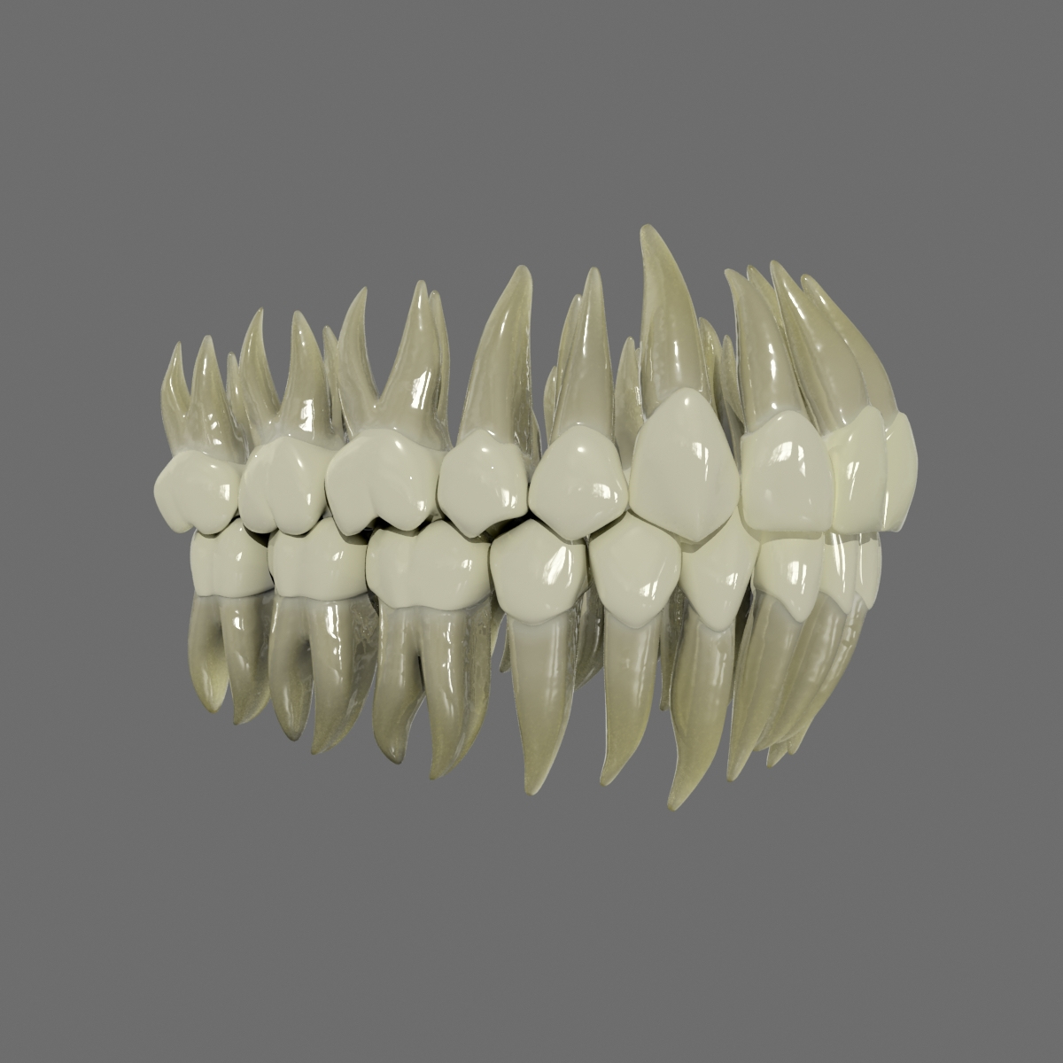 3d human teeth