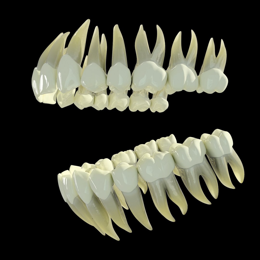 3d Human Teeth