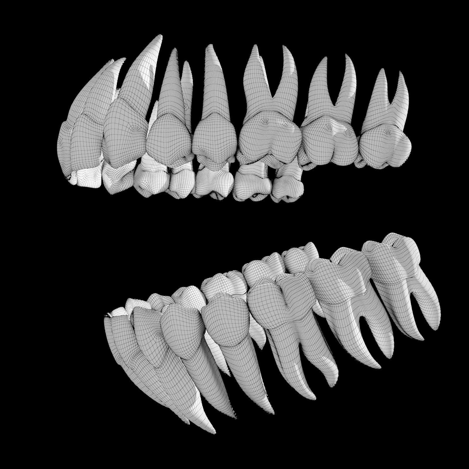 3d human teeth