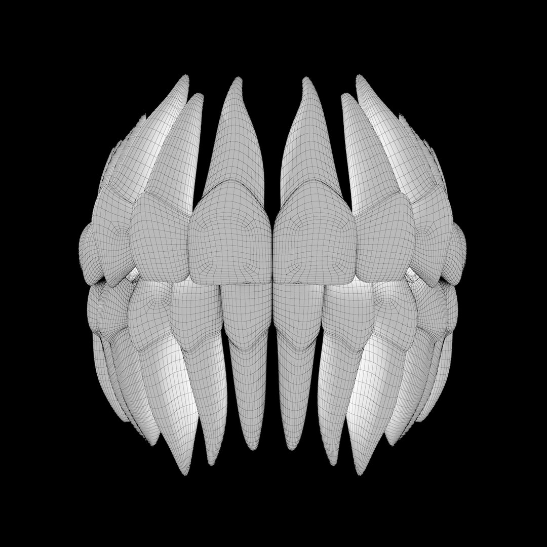 3d Human Teeth