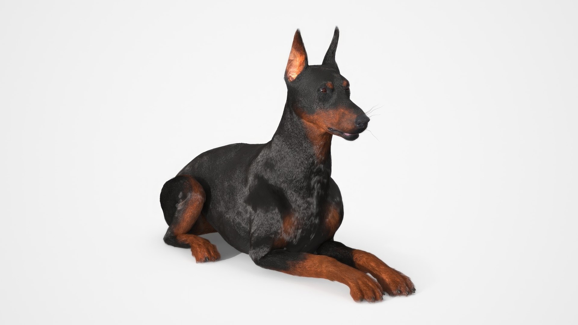 3D Doberman Pinscher Lying Down Fur For Maya - TurboSquid 2441006