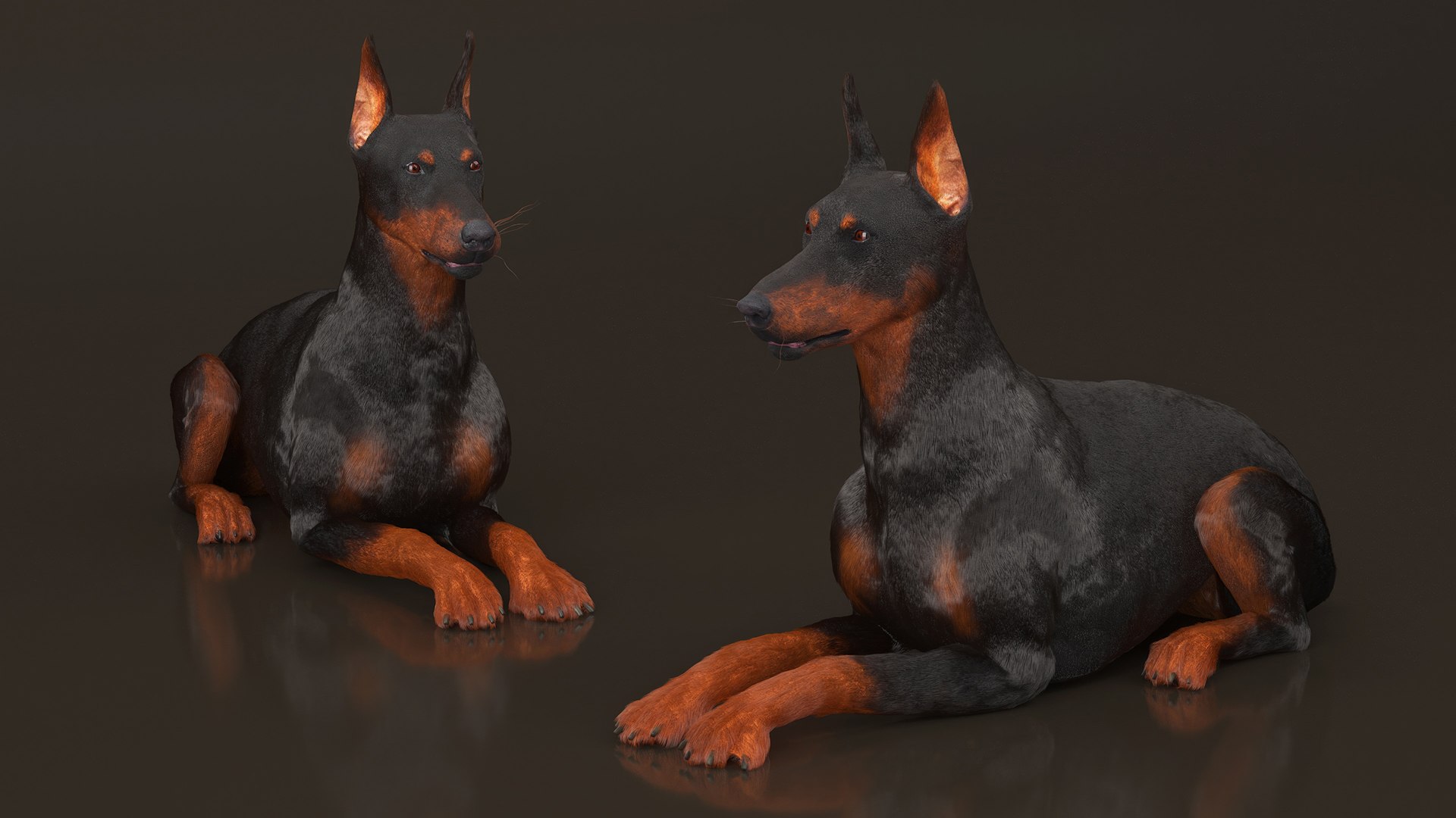 3D Doberman Pinscher Lying Down Fur For Maya - TurboSquid 2441006