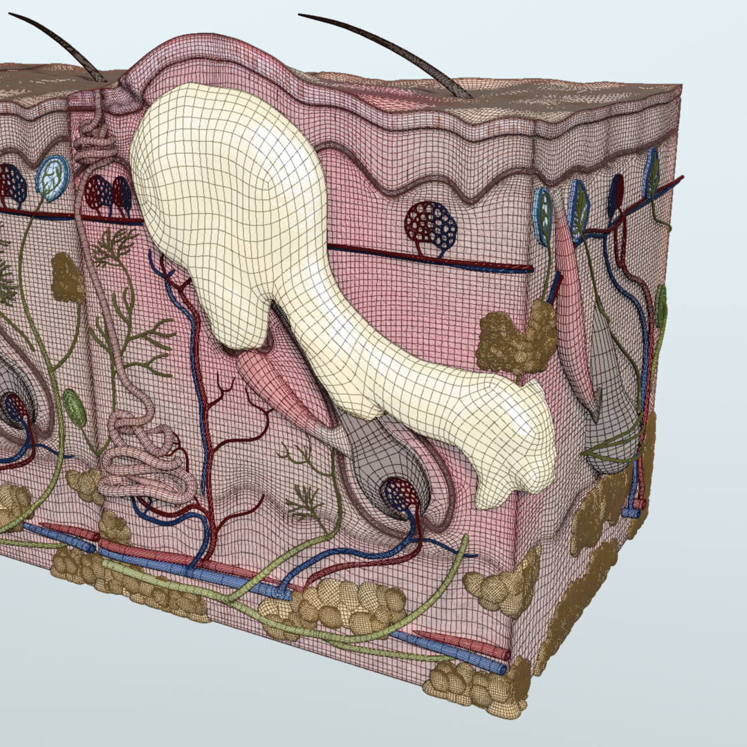 Realistic skin acne anatomy 3D model - TurboSquid 1164399