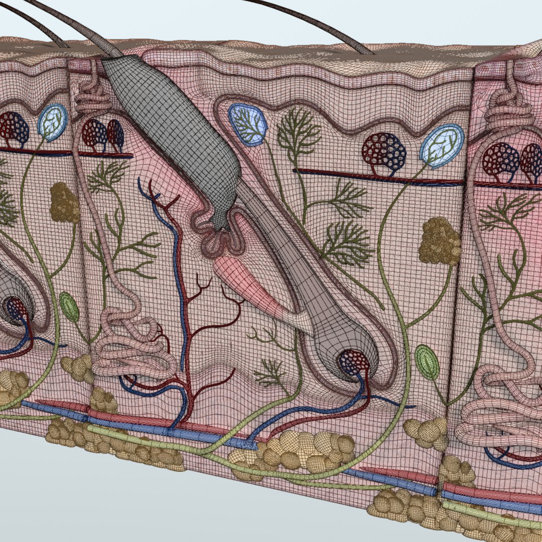 Realistic Skin Acne Anatomy 3D Model - TurboSquid 1164399