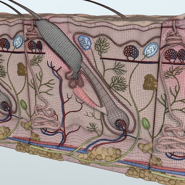 modelo 3d Anatomía realista del acné de la piel en 3D - TurboSquid 1164399