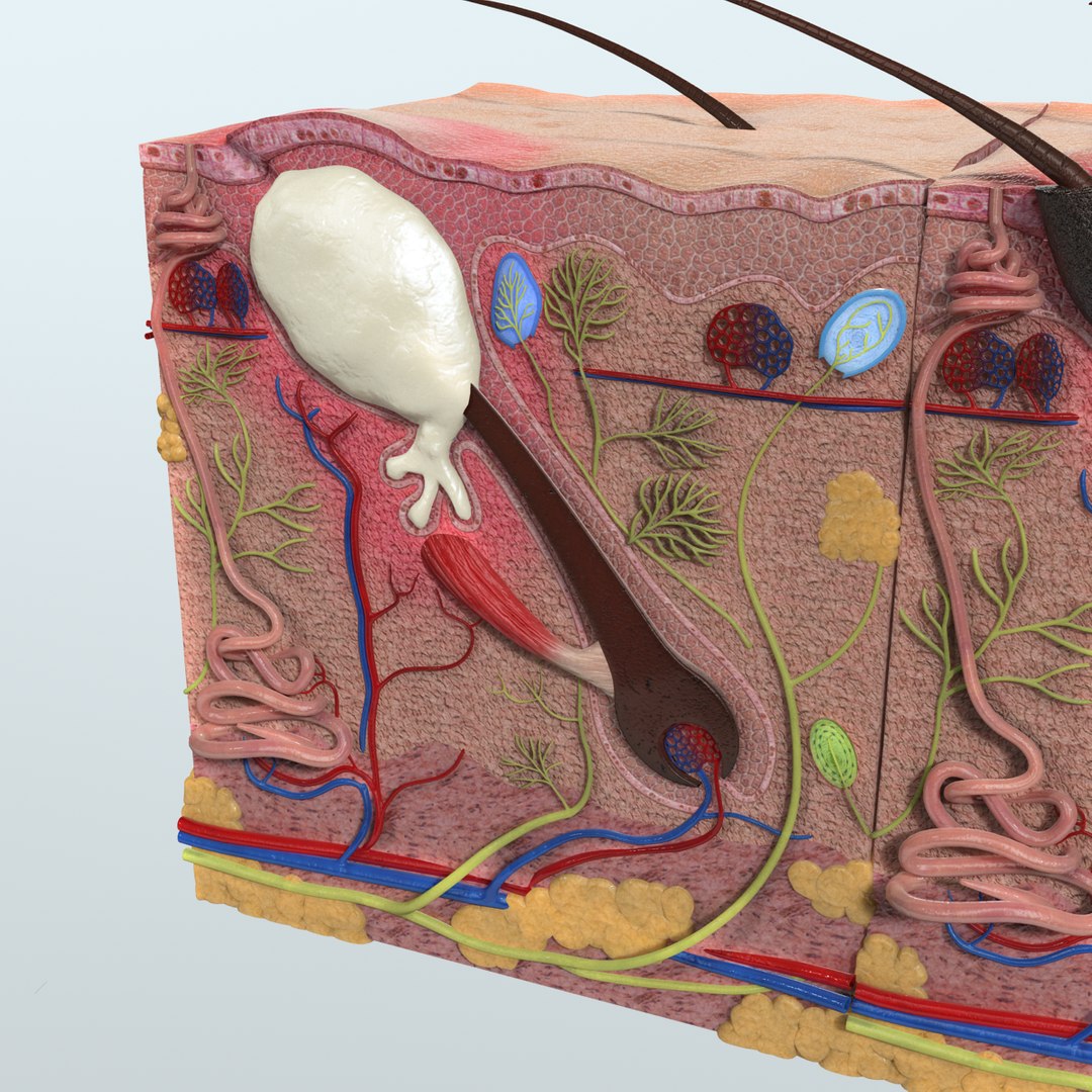 Realistic Skin Acne Anatomy 3D Model - TurboSquid 1164399