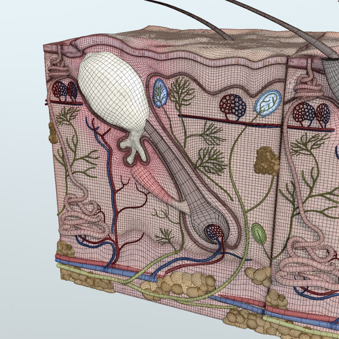 Realistic Skin Acne Anatomy 3D Model - TurboSquid 1164399