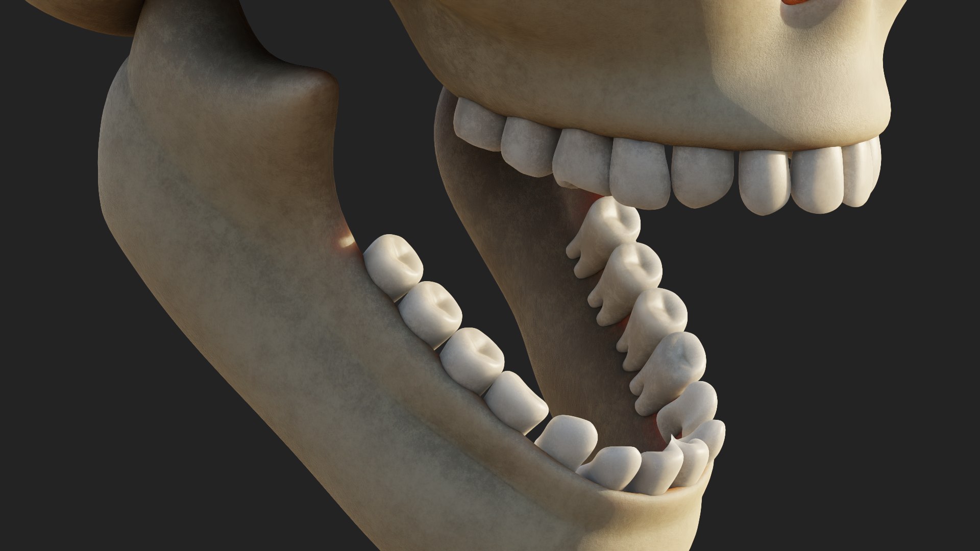 3D Stylized Skull With Realistic Teeth - TurboSquid 1953025