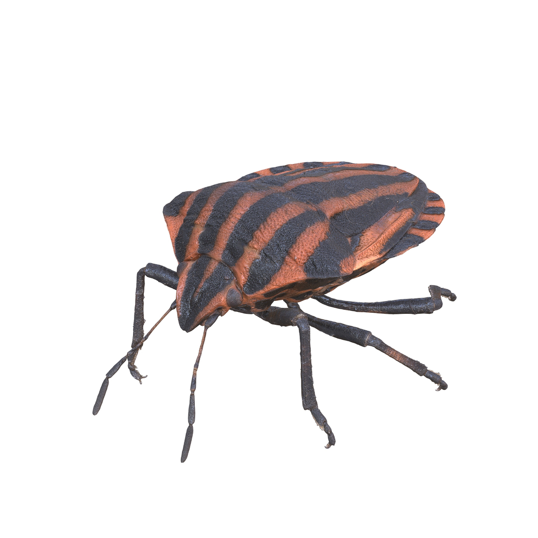 BEETLE GRAPHOSOMA BUG ANATOMY INSECT 3D Model - TurboSquid 2381413