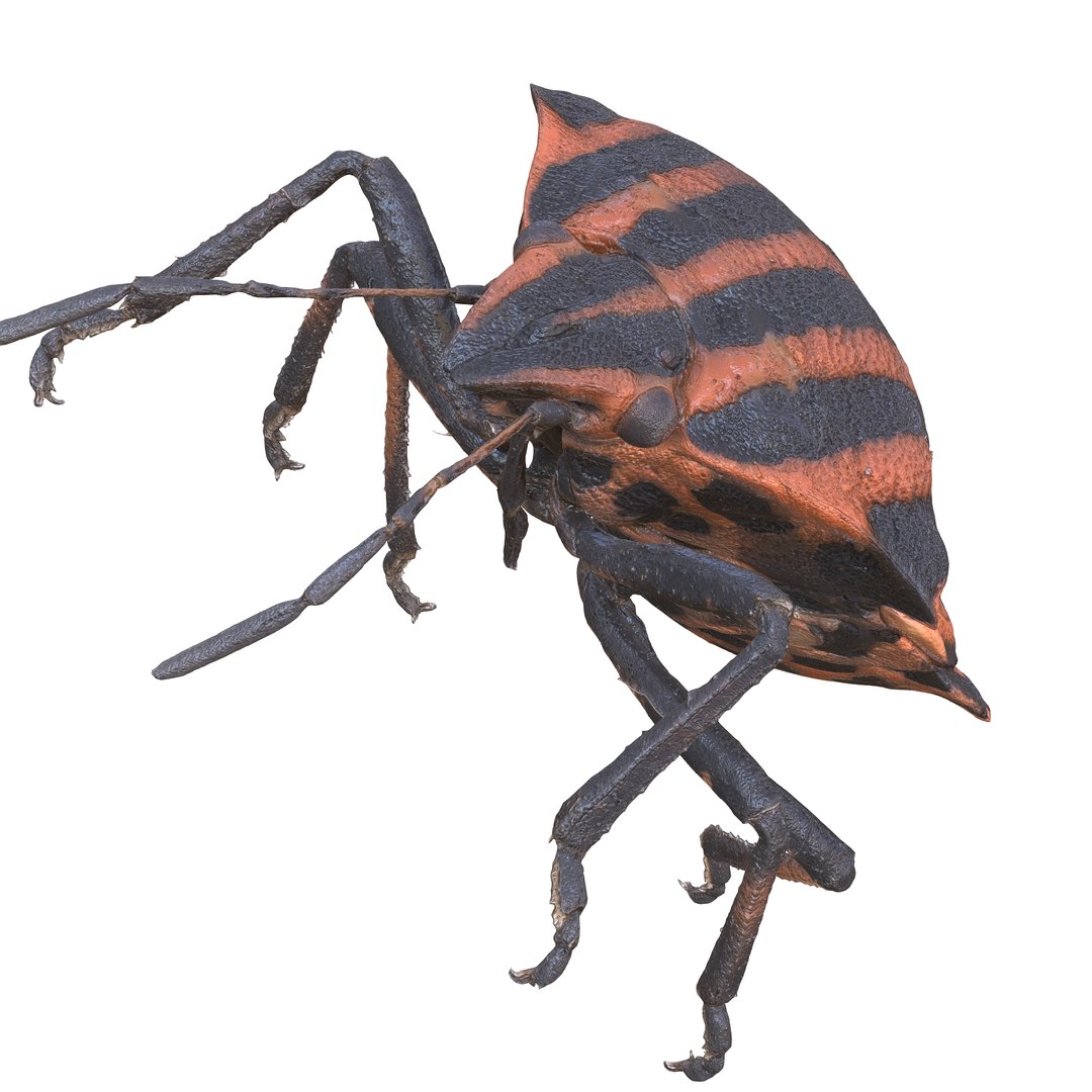 BEETLE GRAPHOSOMA BUG ANATOMY INSECT 3D Model - TurboSquid 2381413