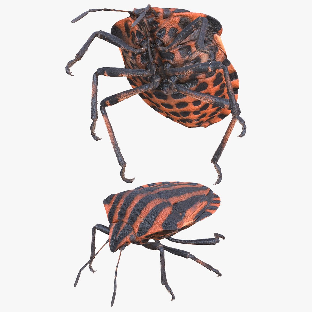 BEETLE GRAPHOSOMA BUG ANATOMY INSECT 3D Model - TurboSquid 2381413