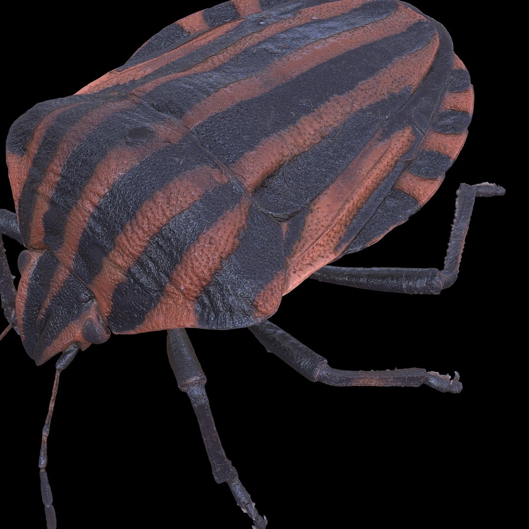 BEETLE GRAPHOSOMA BUG ANATOMY INSECT 3D Model - TurboSquid 2381413