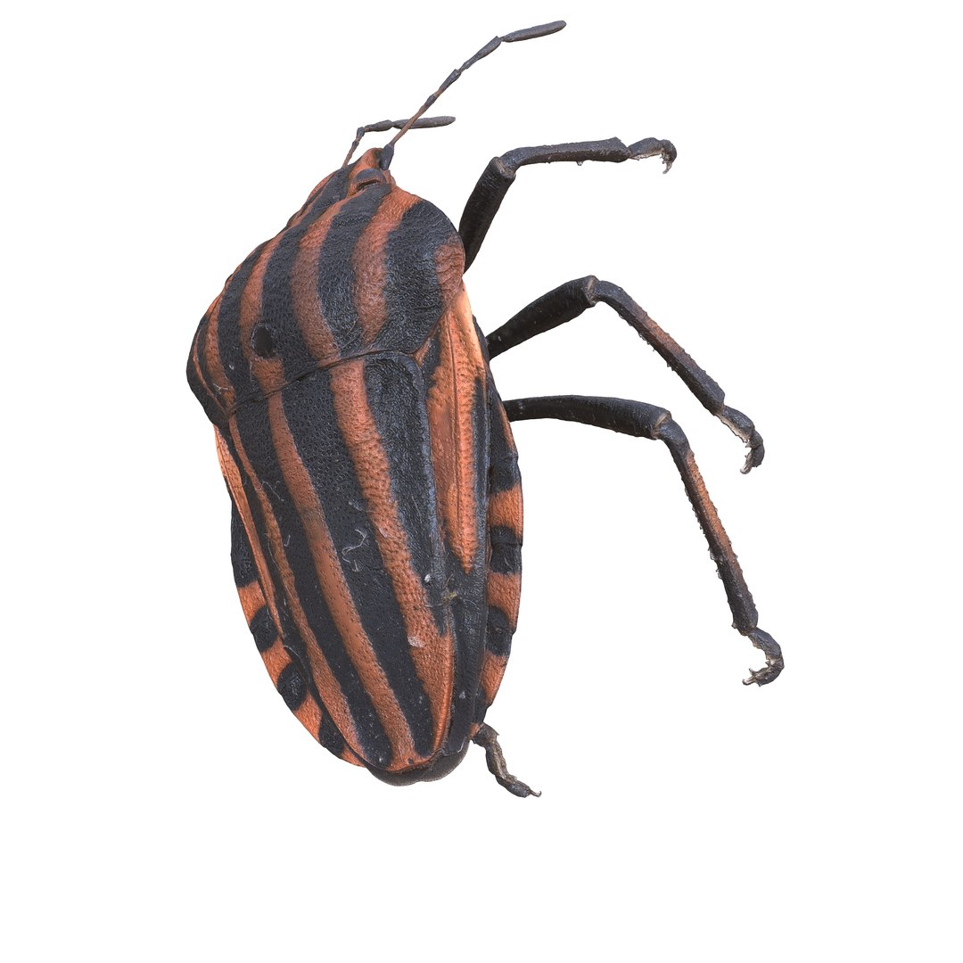 BEETLE GRAPHOSOMA BUG ANATOMY INSECT 3D Model - TurboSquid 2381413
