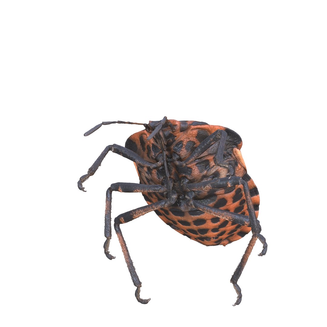 BEETLE GRAPHOSOMA BUG ANATOMY INSECT 3D Model - TurboSquid 2381413
