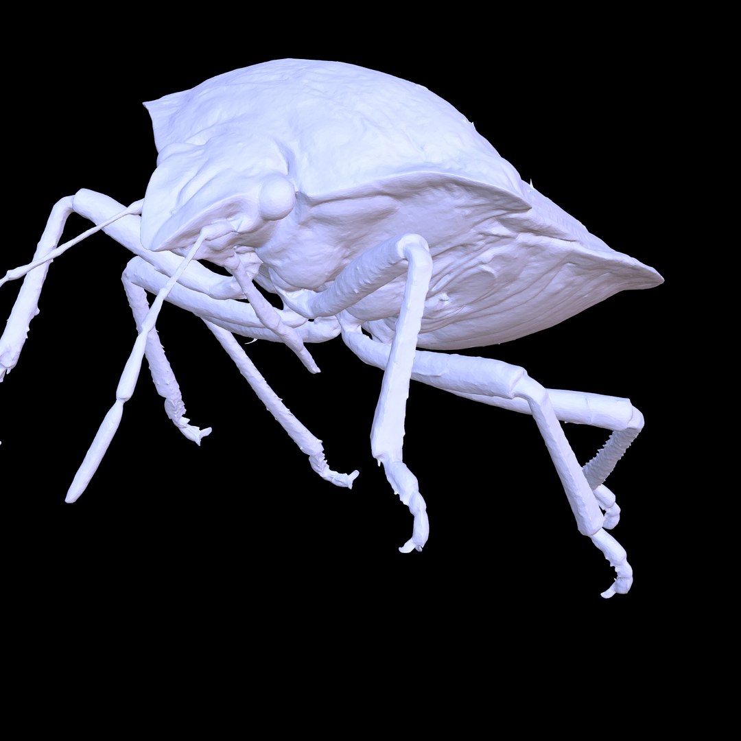 BEETLE GRAPHOSOMA BUG ANATOMY INSECT 3D Model - TurboSquid 2381413