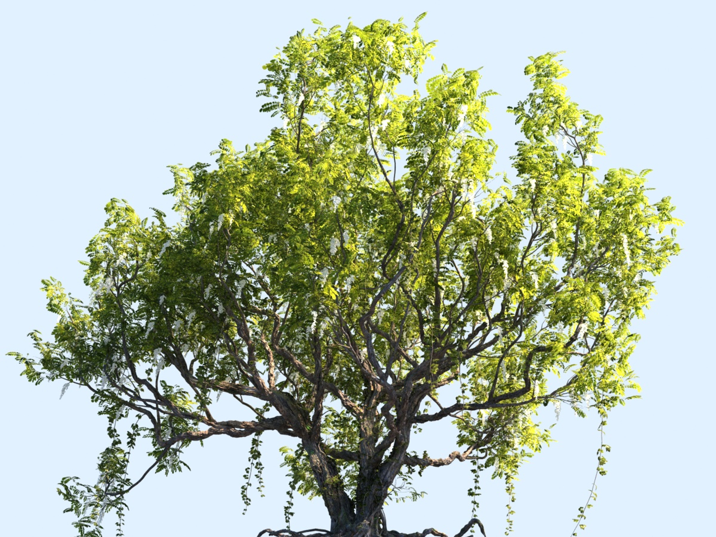 Forest Pack 20 Tree 3D Model - TurboSquid 1286936