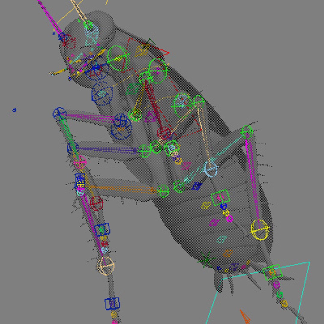 Photorealistic American Cockroach 3d Model