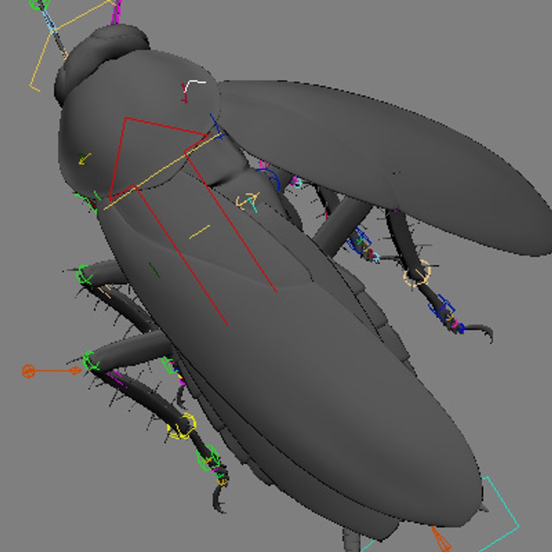 Photorealistic American Cockroach 3d Model