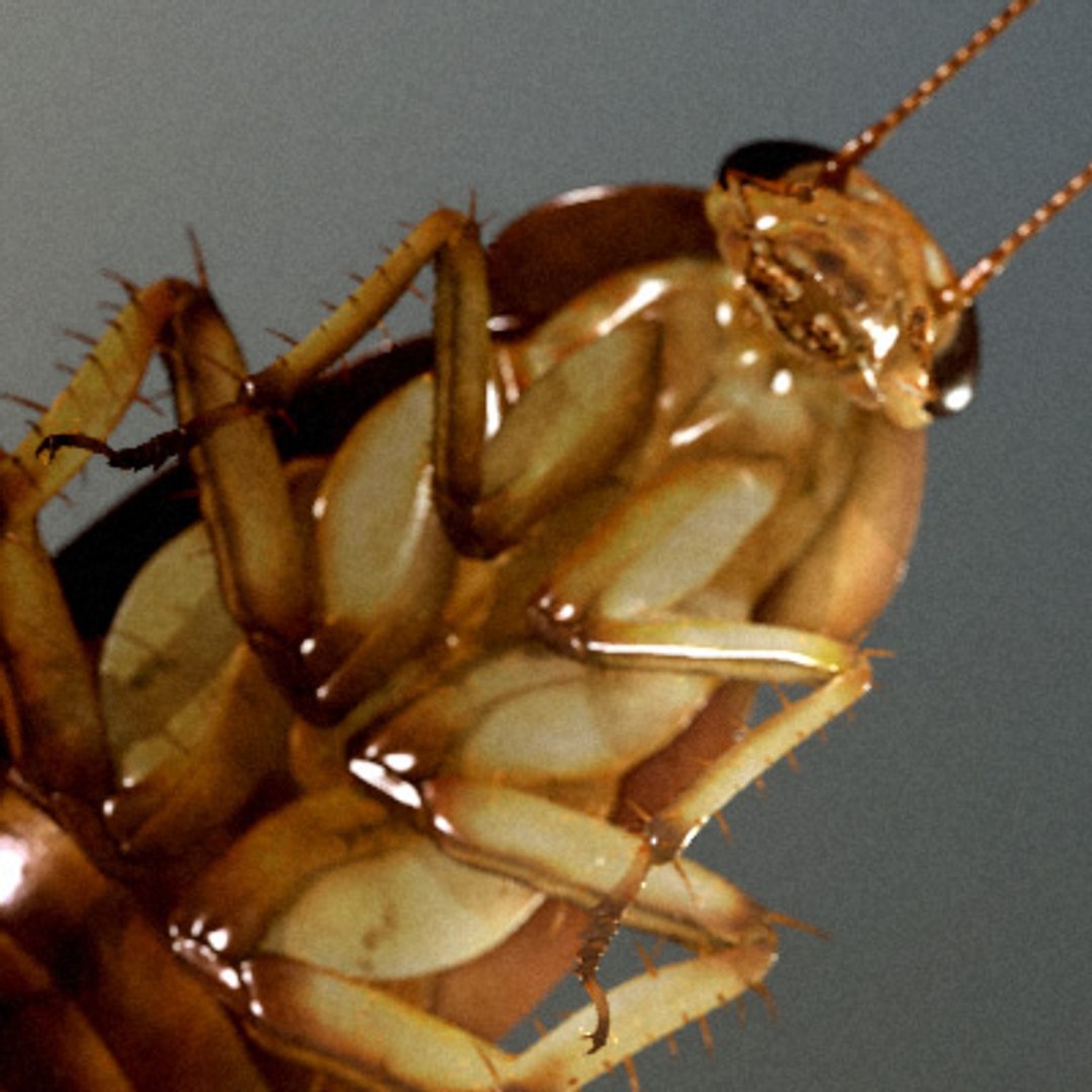 Photorealistic American Cockroach 3d Model