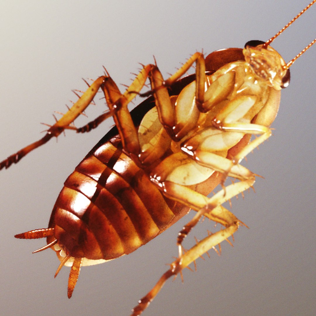Photorealistic American Cockroach 3d Model