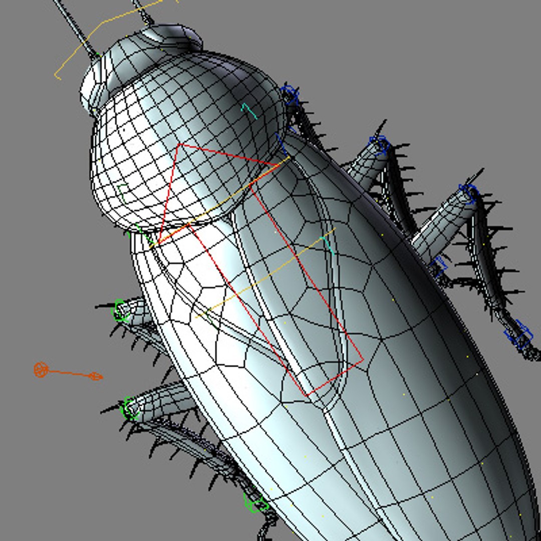 Photorealistic American Cockroach 3d Model