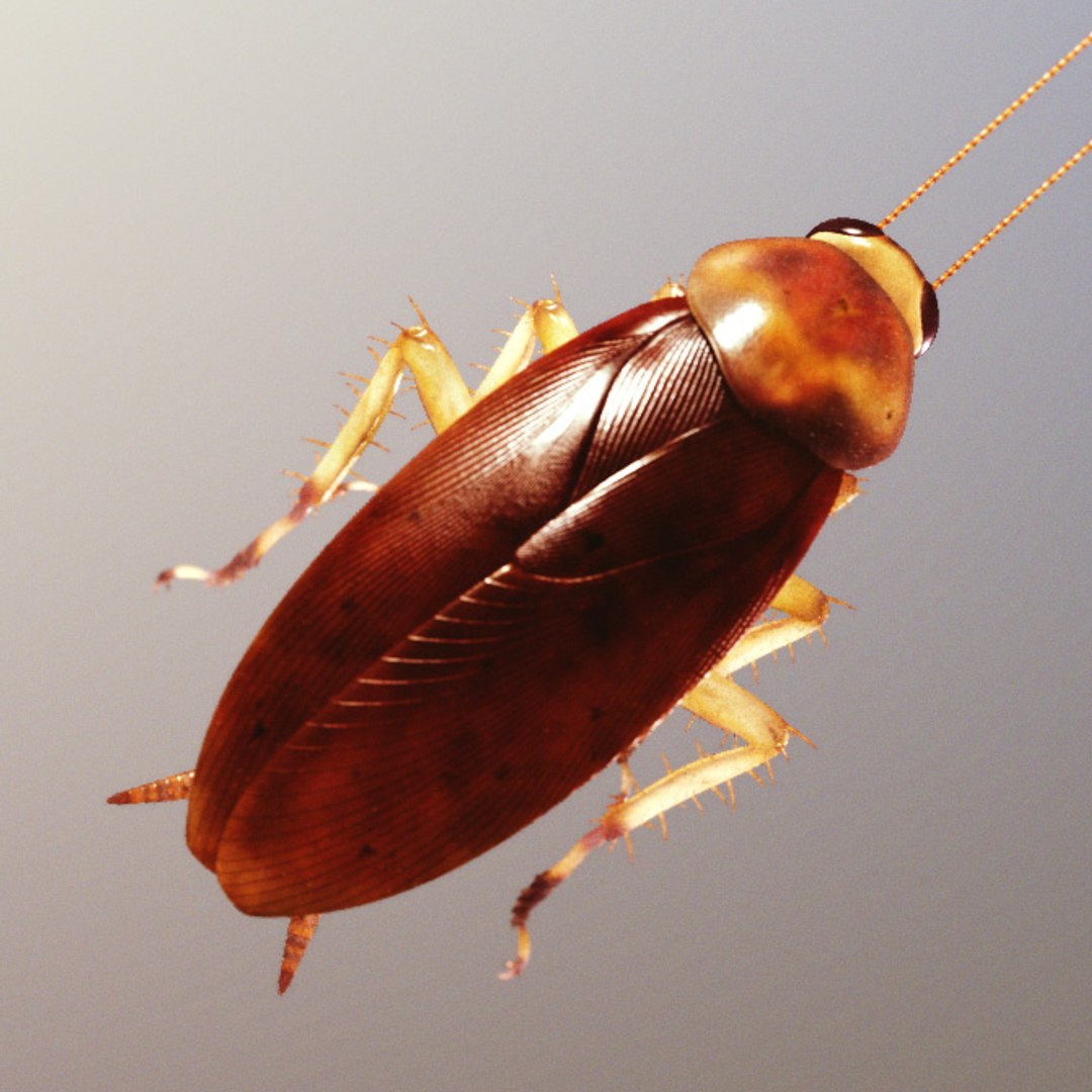 Photorealistic American Cockroach 3d Model