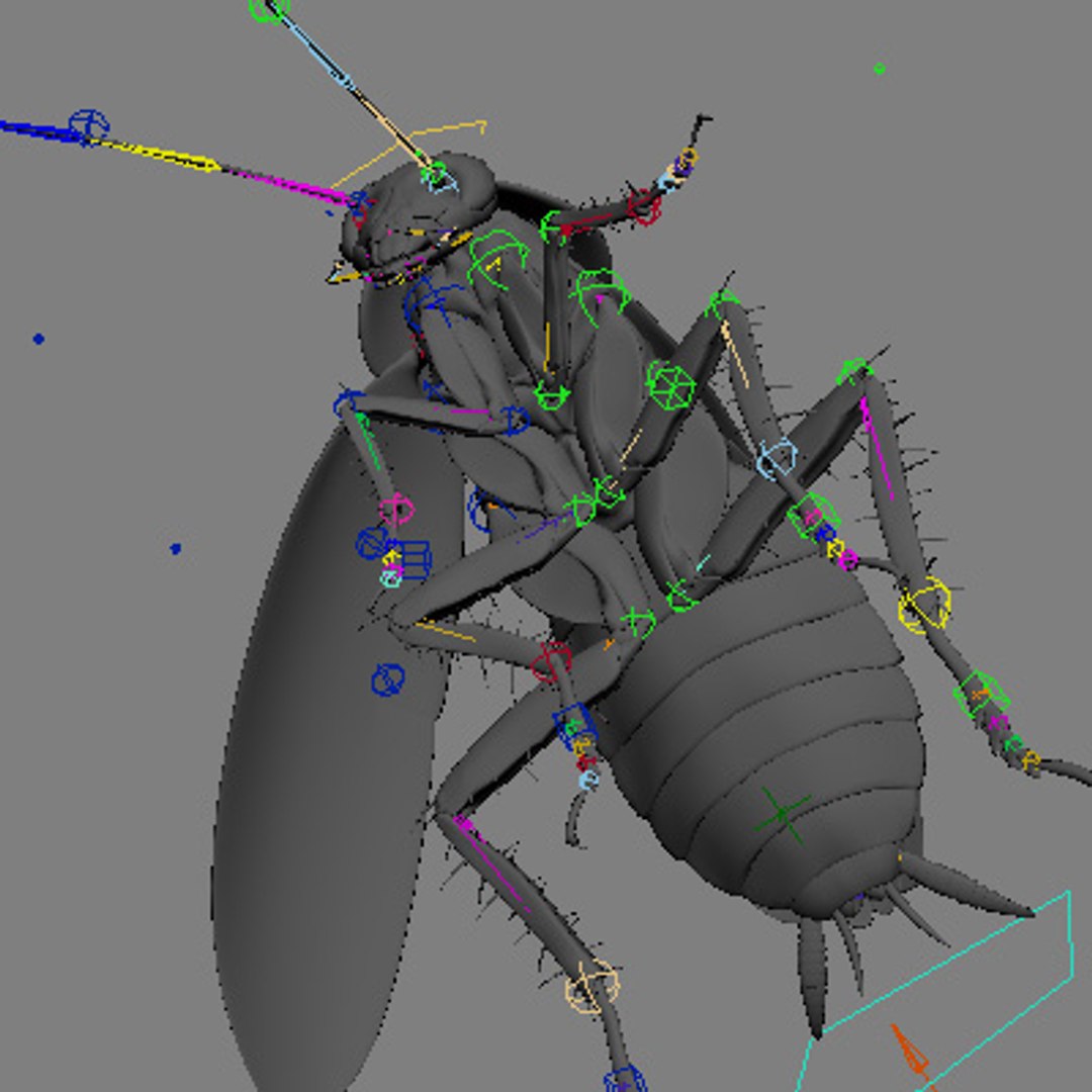 Photorealistic American Cockroach 3d Model