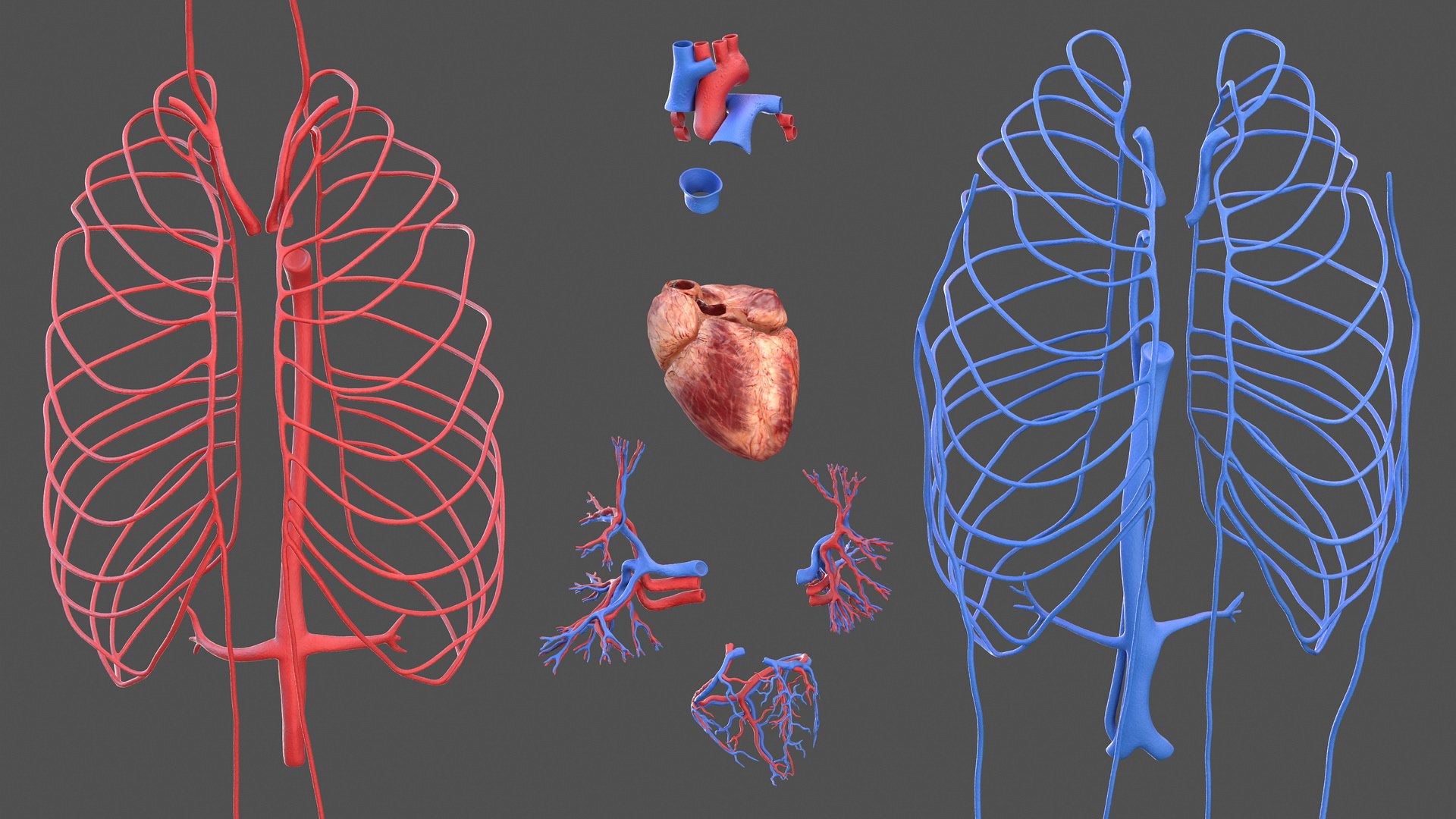 Human cardiovascular vascular body model - TurboSquid 1464130