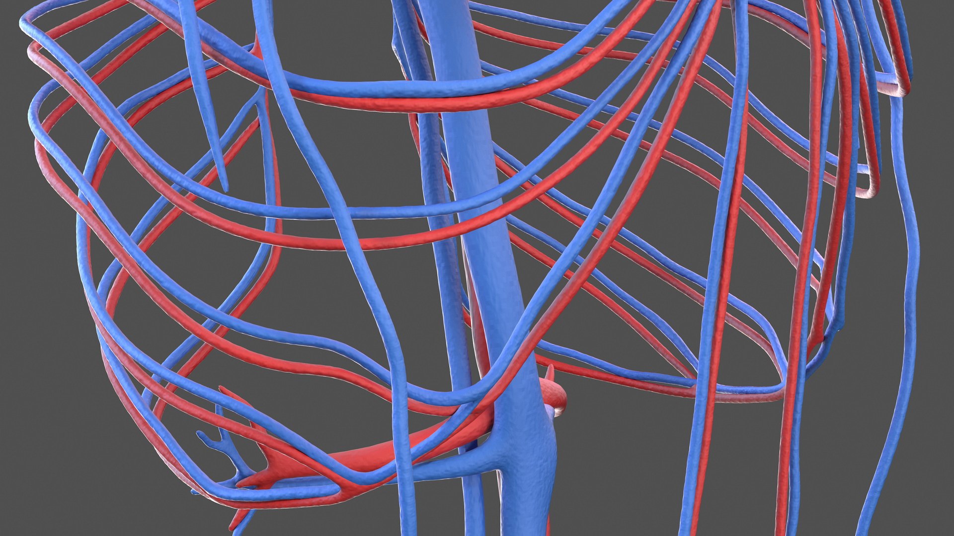 Human cardiovascular vascular body model - TurboSquid 1464130
