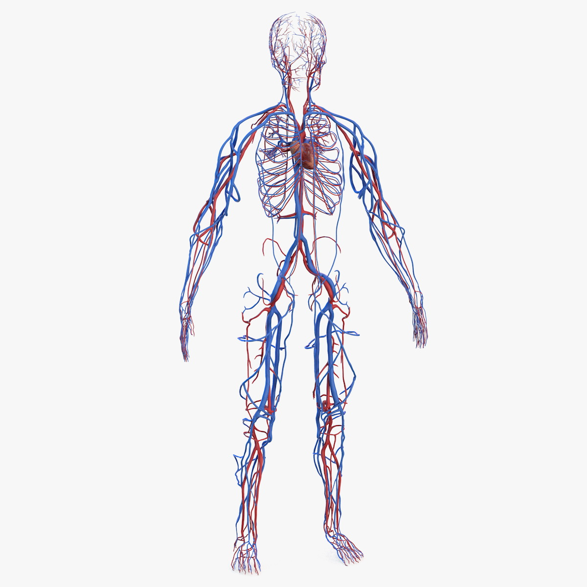 Human cardiovascular vascular body model - TurboSquid 1464130