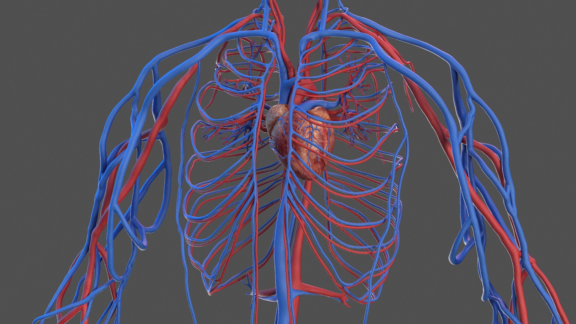 Human cardiovascular vascular body model - TurboSquid 1464130