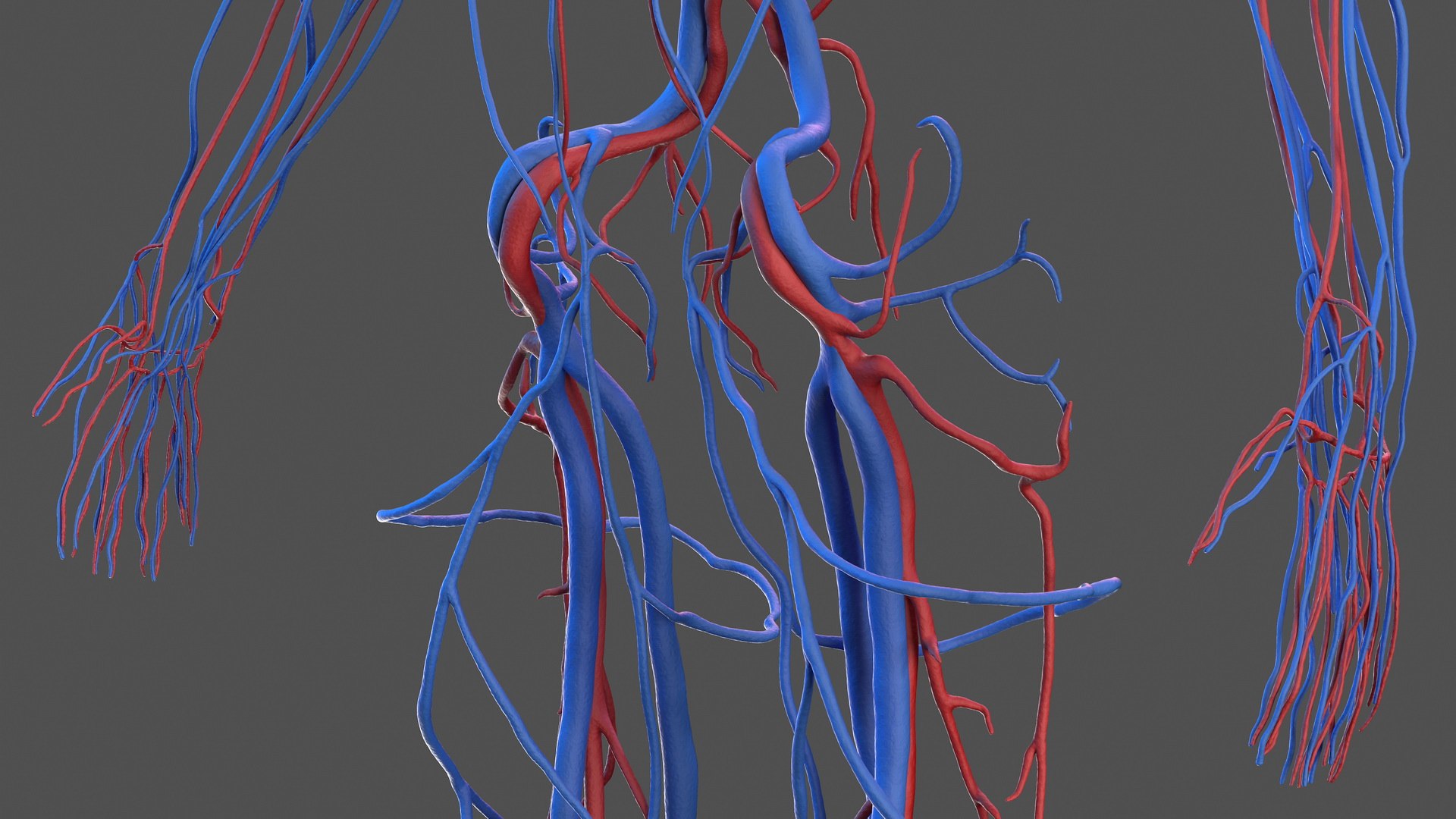 Human cardiovascular vascular body model - TurboSquid 1464130