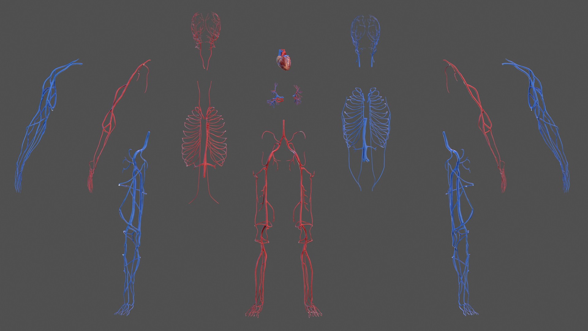 Human cardiovascular vascular body model - TurboSquid 1464130