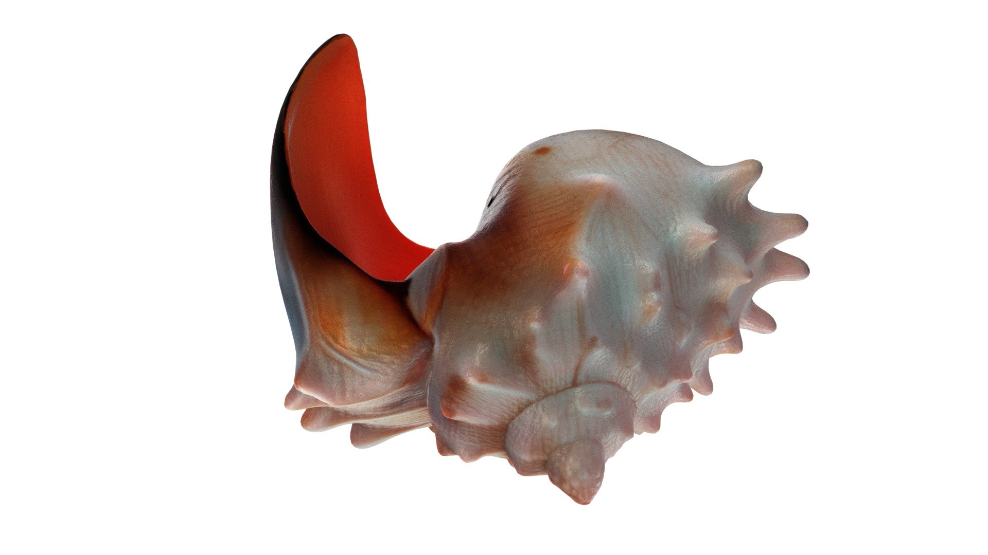 Conch Shell V8 3D Model - TurboSquid 2370737