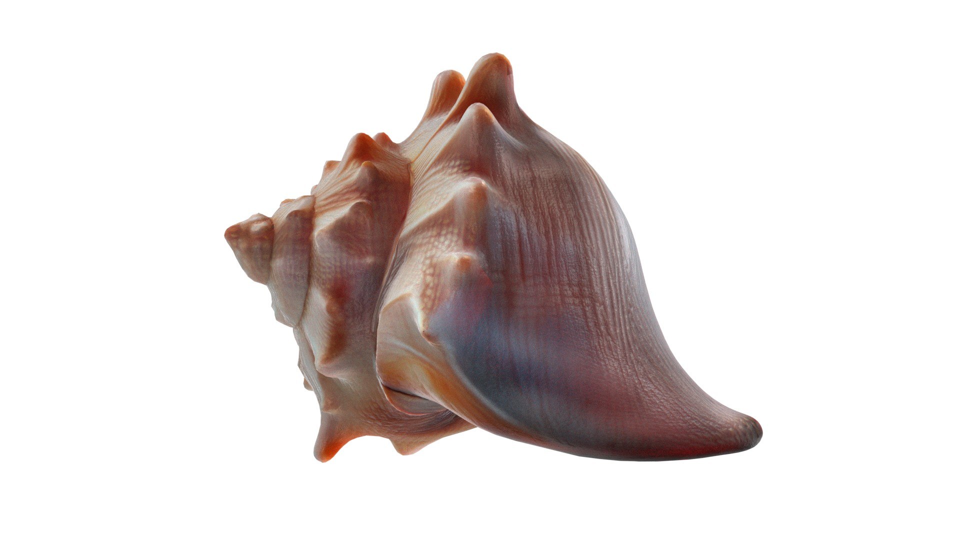 Conch Shell V8 3D Model - TurboSquid 2370737