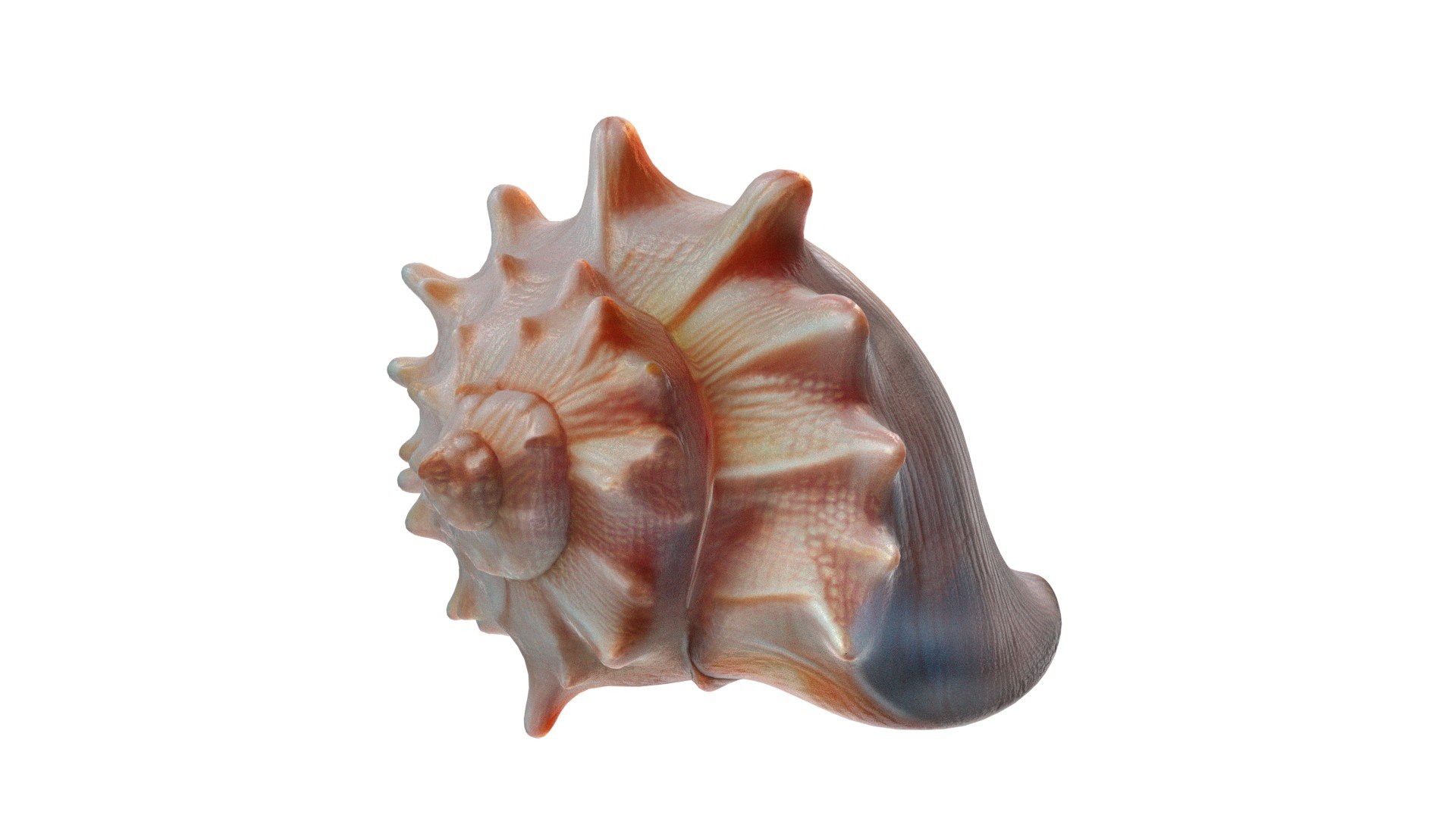 Conch Shell V8 3D Model - TurboSquid 2370737