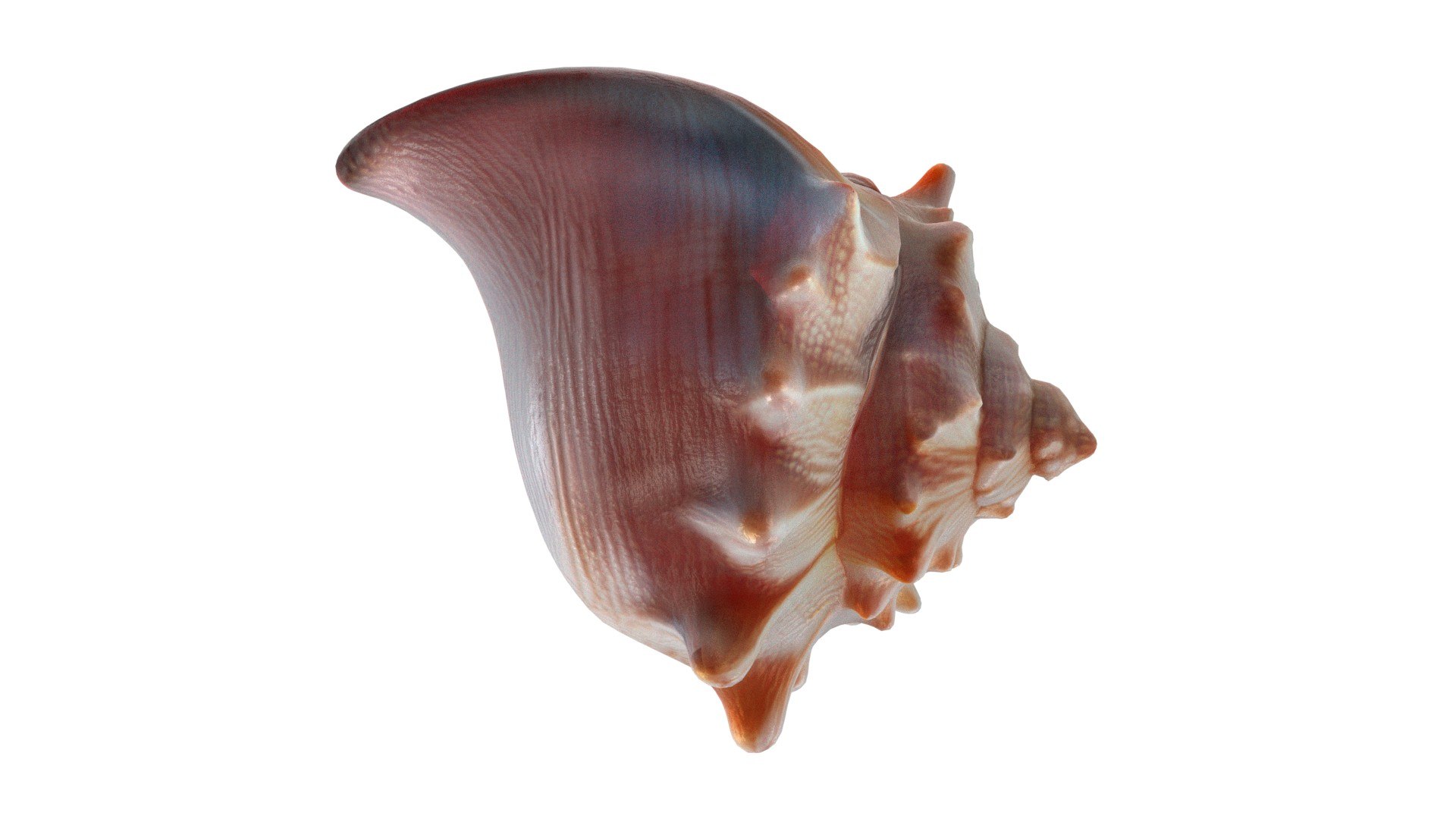 Conch Shell V8 3D Model - TurboSquid 2370737