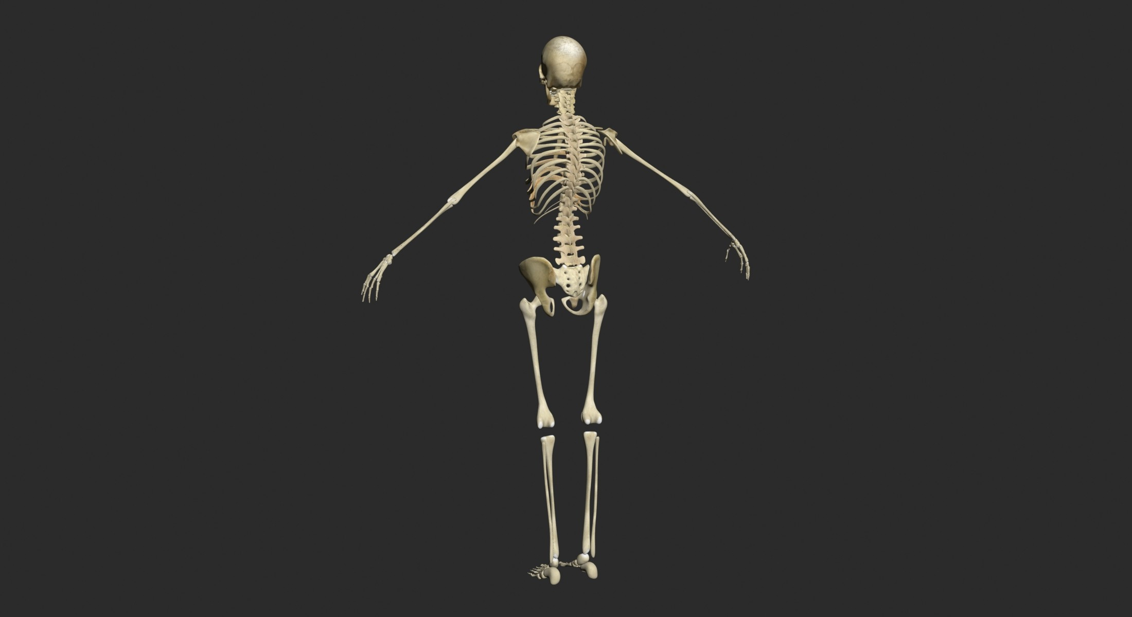 3d model female skeleton