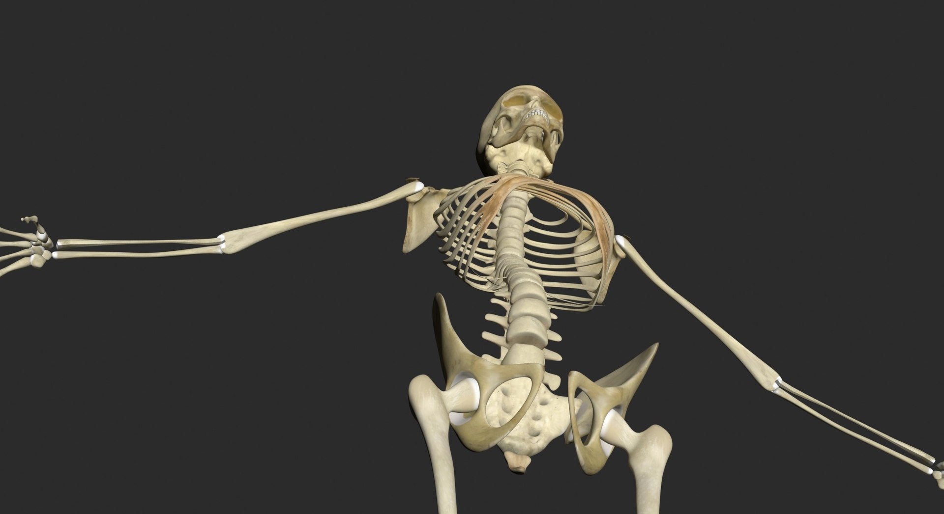 3d model female skeleton