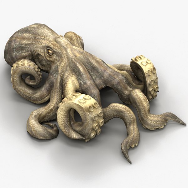 3d max octopus mollusc cephalopod