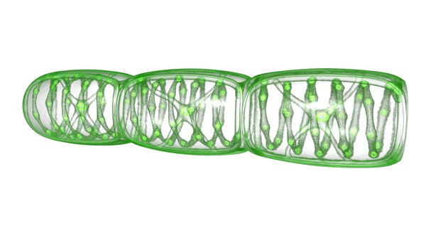3D Algae Volvox - TurboSquid 1792218