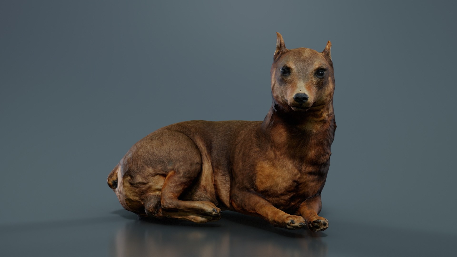 Dog Remastered 3D Model - TurboSquid 2359797